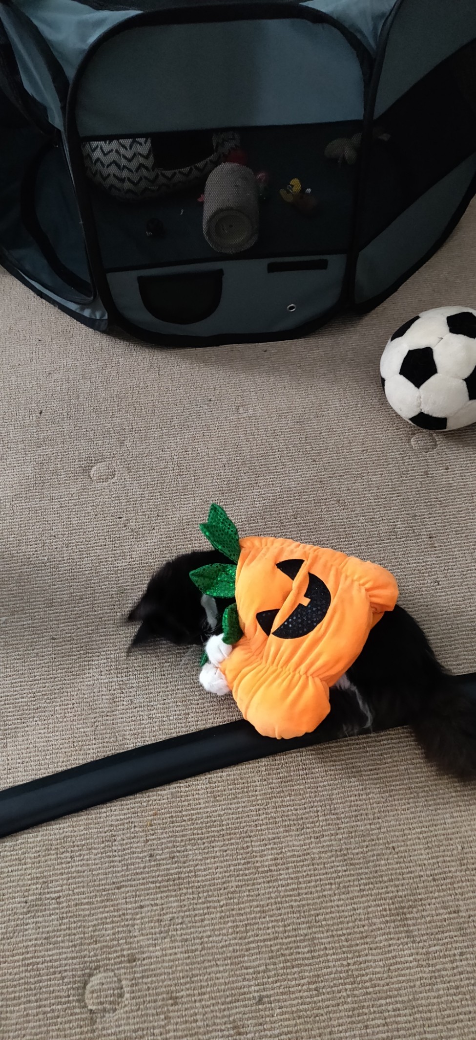 Karen Lopez 🌎👩‍💻🔒 (@DataChick@mstdn.ca) - Mastodon Canada